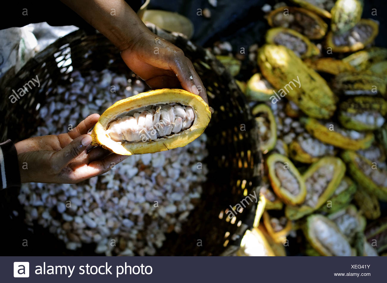 Cacao Pod Stock Photos & Cacao Pod Stock Images - Alamy