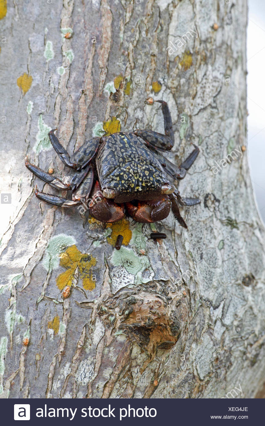 Mangrove Crabs Stock Photos & Mangrove Crabs Stock Images - Alamy