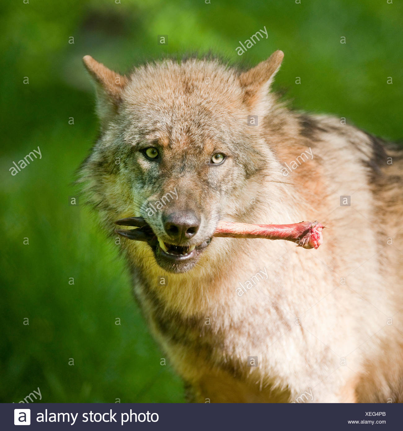 Bone Stock Photos & Bone Stock Images - Alamy