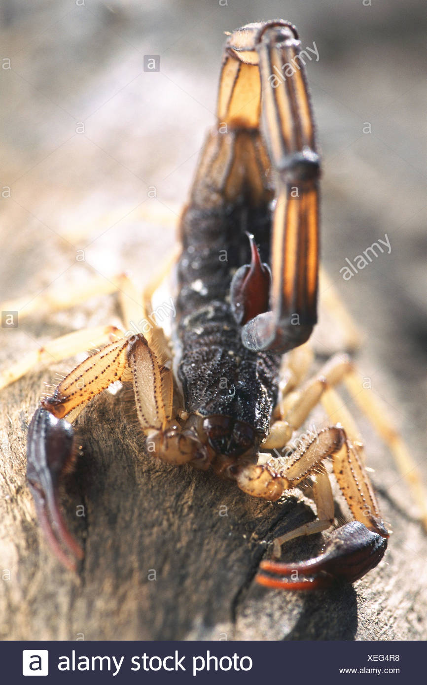 Scorpion Position High Resolution Stock Photography and Images - Alamy