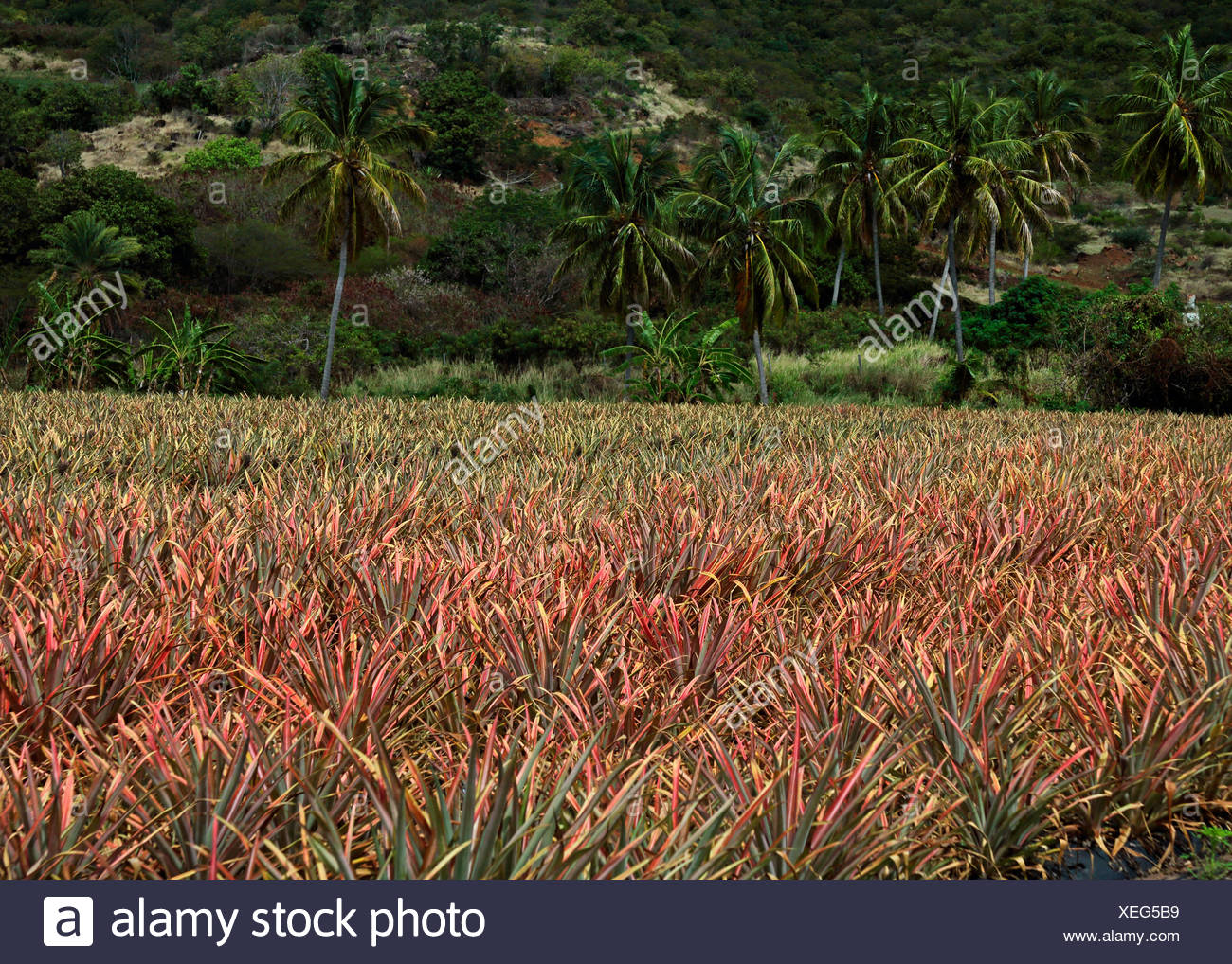 Caribbean Fruit Farm Stock Photos & Caribbean Fruit Farm Stock Images ...