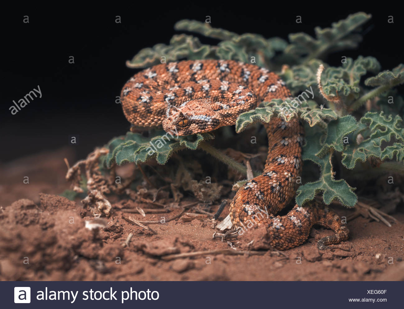 Saharan Horned Viper High Resolution Stock Photography and Images - Alamy