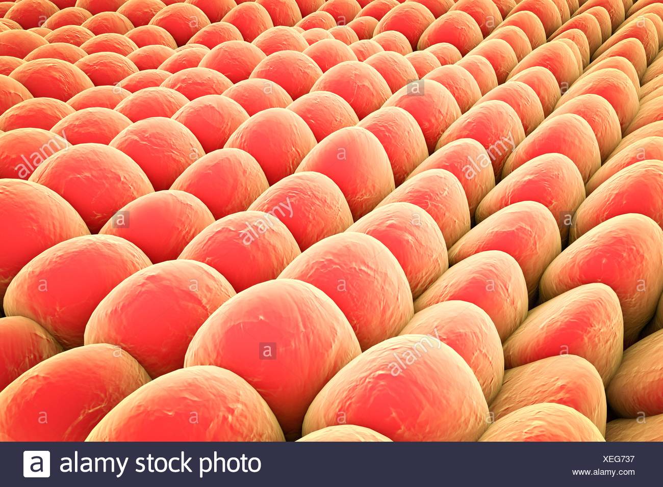 Mucous Cell High Resolution Stock Photography and Images - Alamy