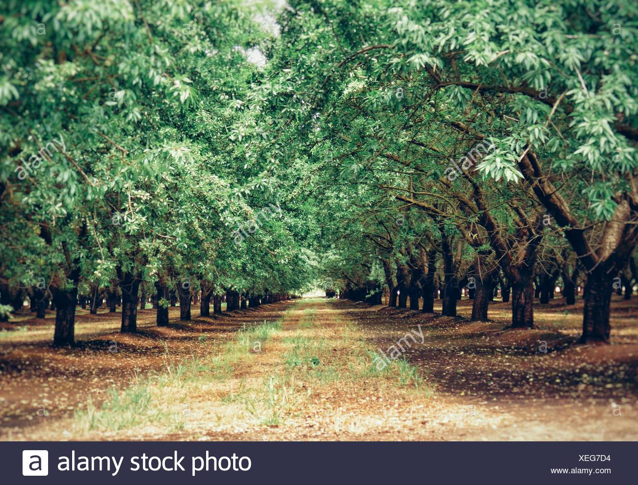 Alley Tree High Resolution Stock Photography and Images - Alamy