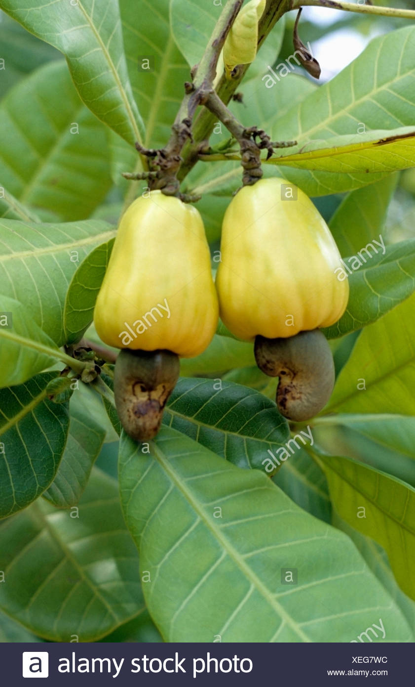 Cashew Nut Goa High Resolution Stock Photography and Images - Alamy