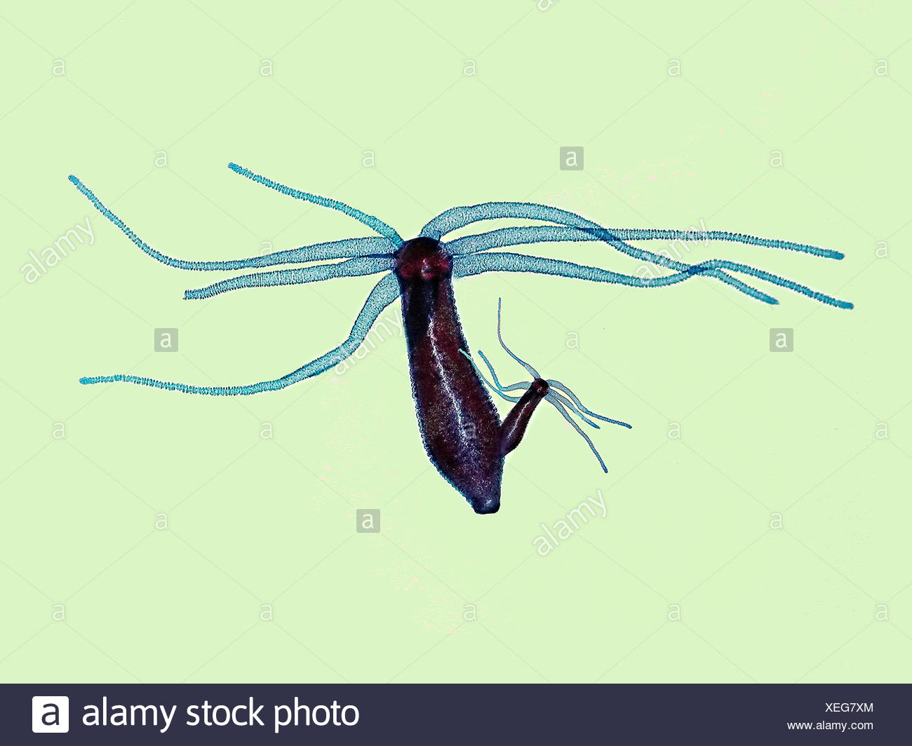 Asexual Reproduction High Resolution Stock Photography and Images - Alamy