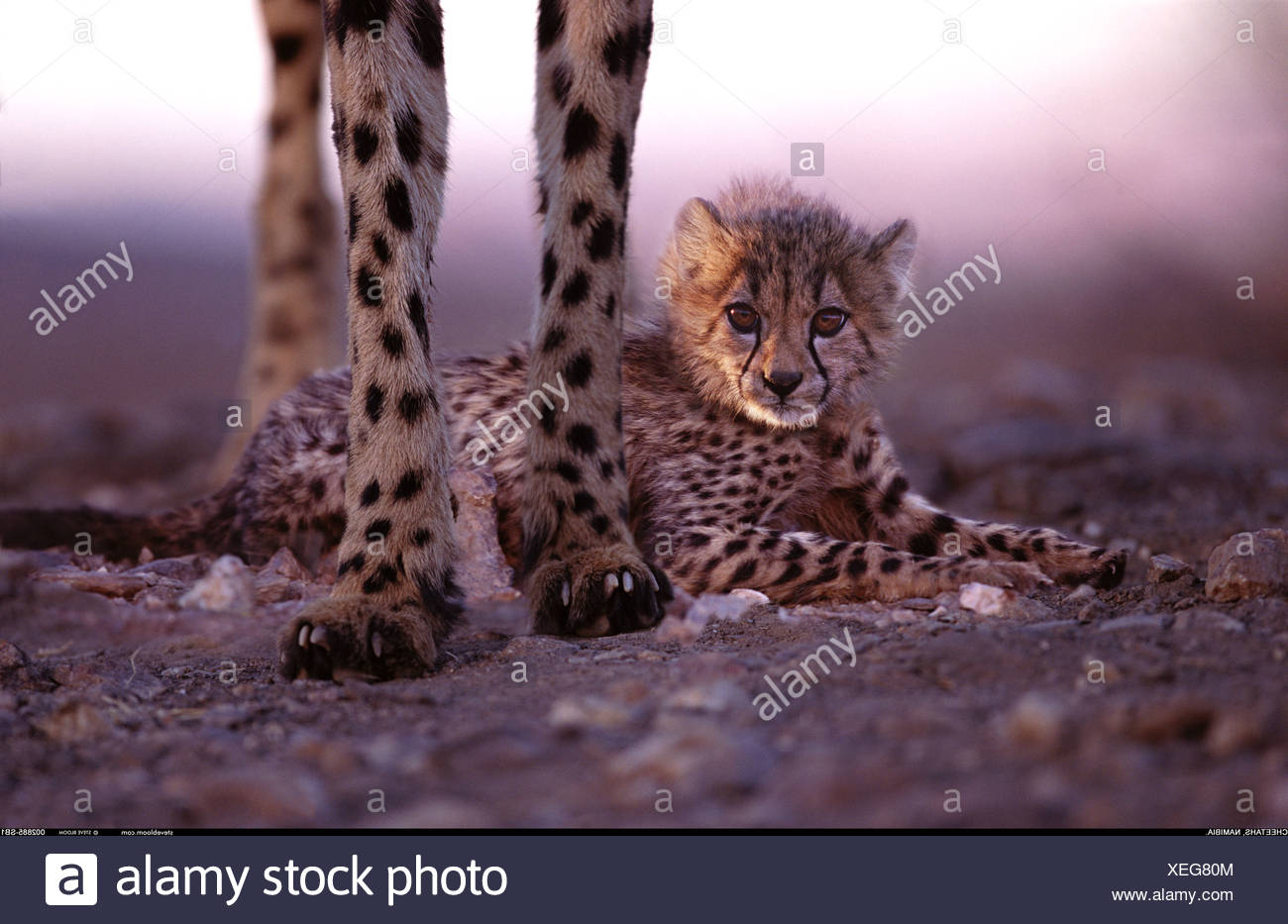 Cheetah Cub Head High Resolution Stock Photography and Images - Alamy