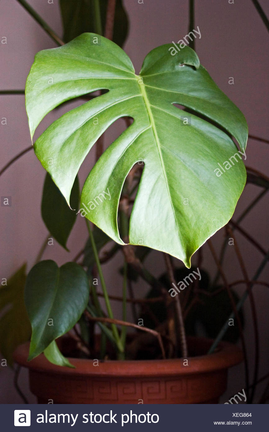 Philos High Resolution Stock Photography and Images - Alamy