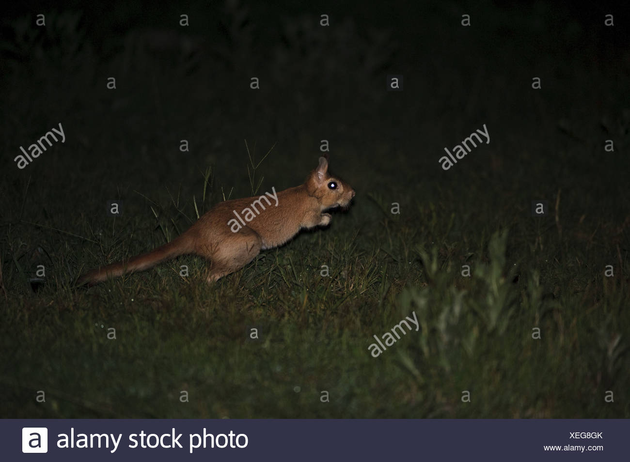 Pedetes Capensis High Resolution Stock Photography and Images - Alamy