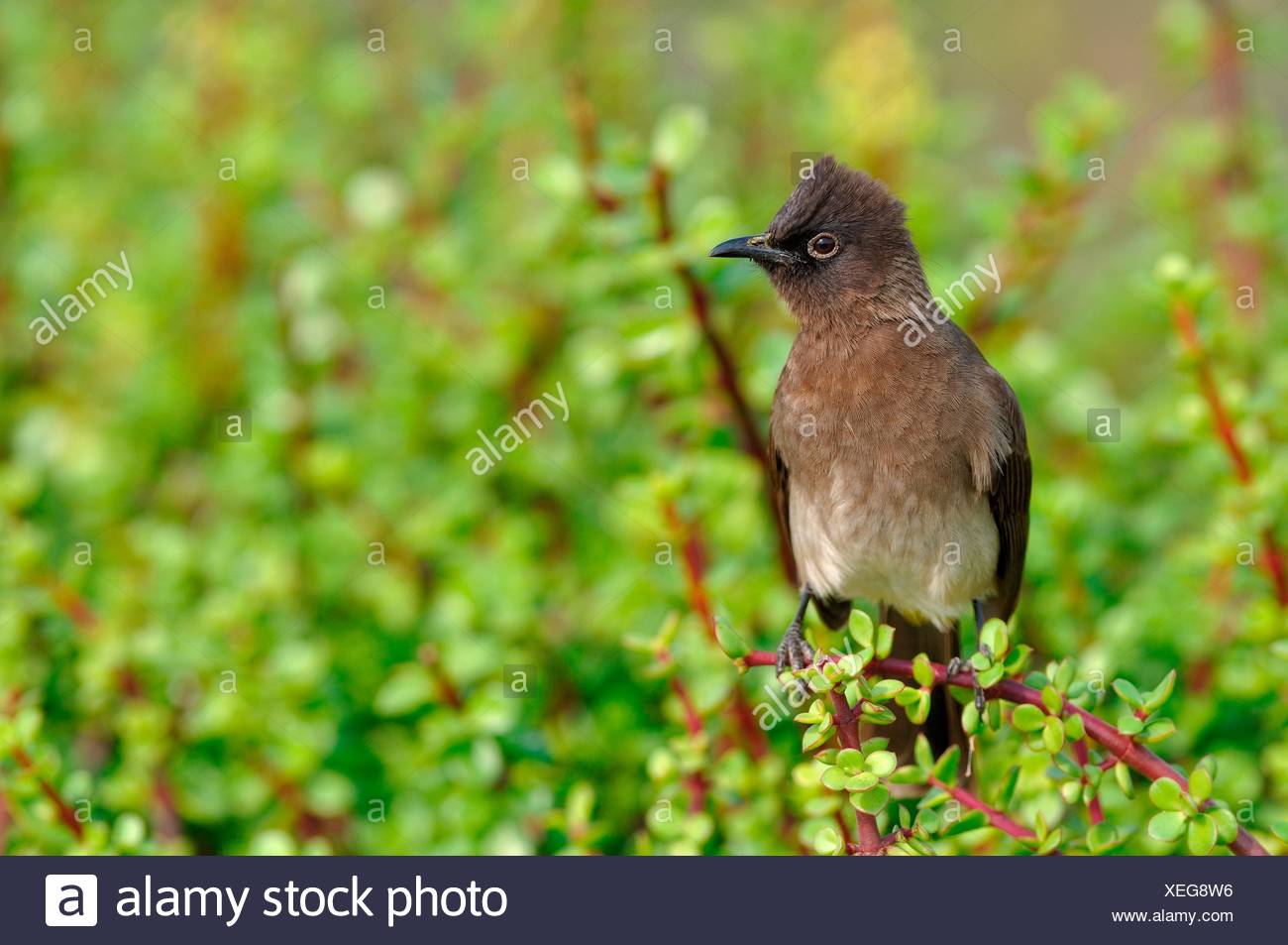 Pycnonotus Capensis High Resolution Stock Photography and Images - Alamy