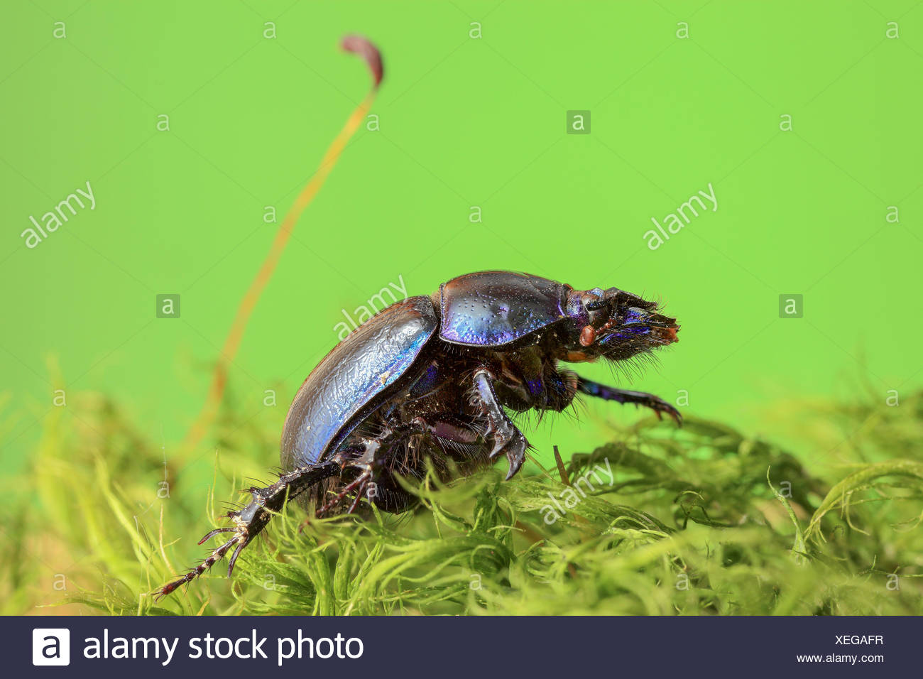 Dung Beetle Forest High Resolution Stock Photography and Images - Alamy