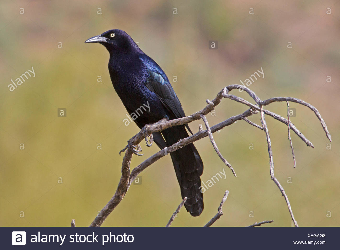 Grackles Stock Photos & Grackles Stock Images - Alamy
