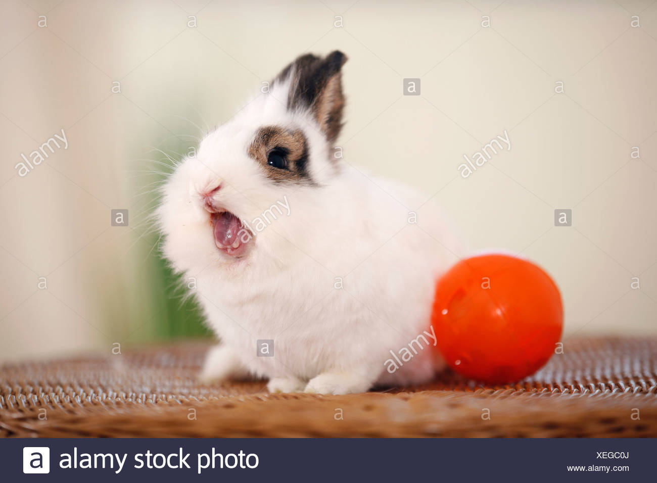 Rabbit Yawning High Resolution Stock Photography and Images - Alamy
