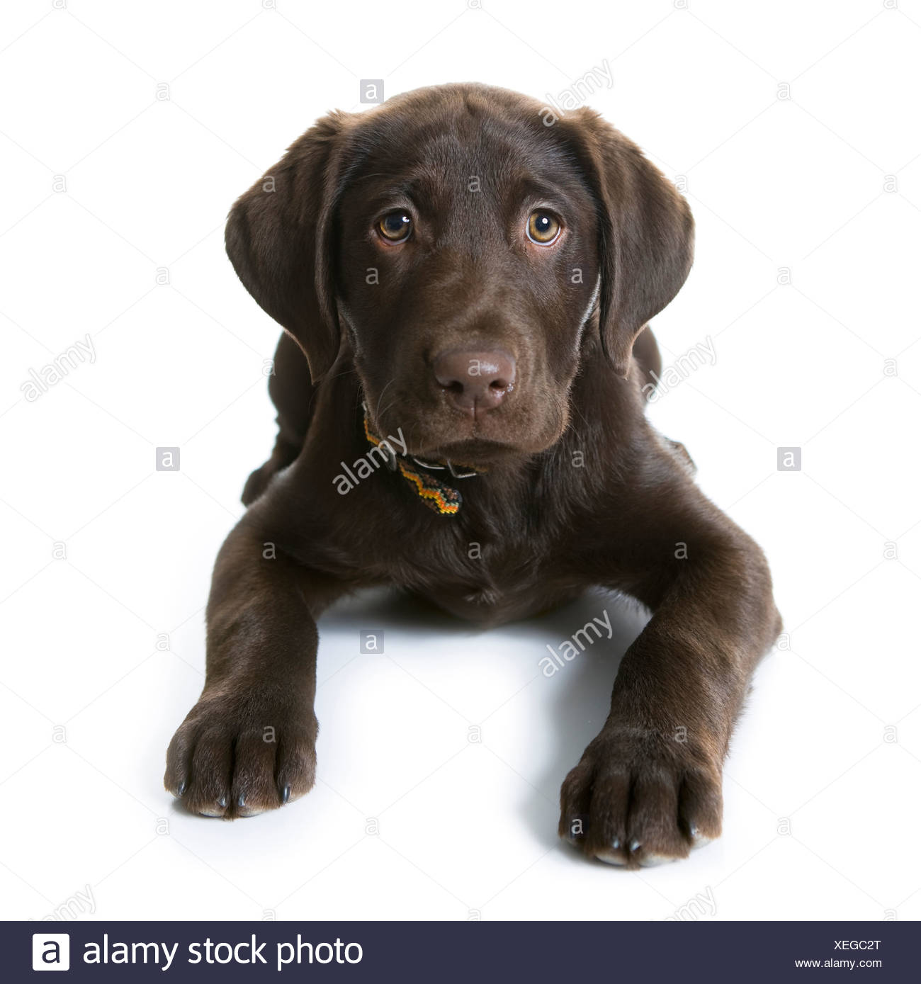 Chocolate Labrador High Resolution Stock Photography and Images - Alamy