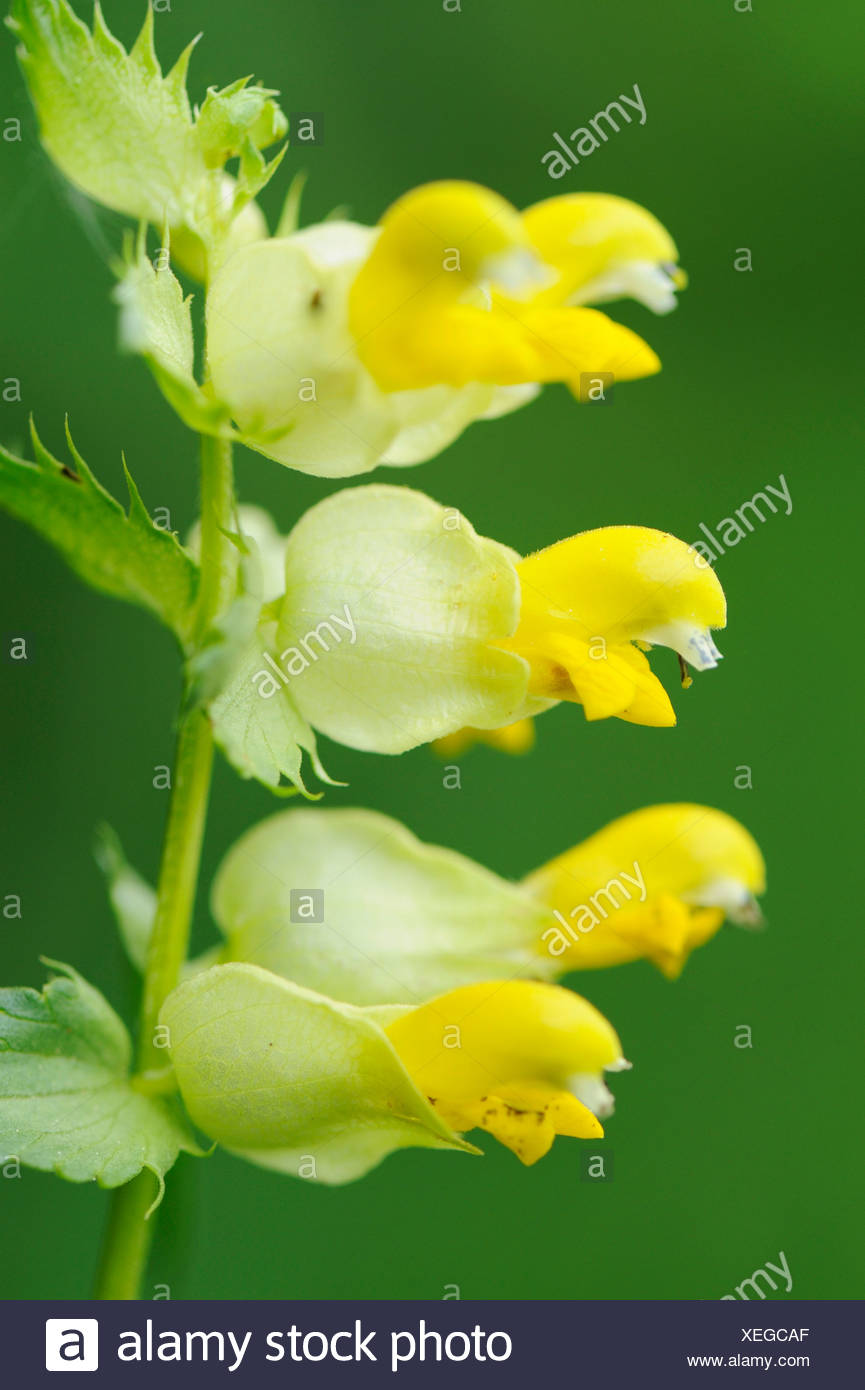 Yellow Rattle Plant Stock Photos & Yellow Rattle Plant Stock Images - Alamy