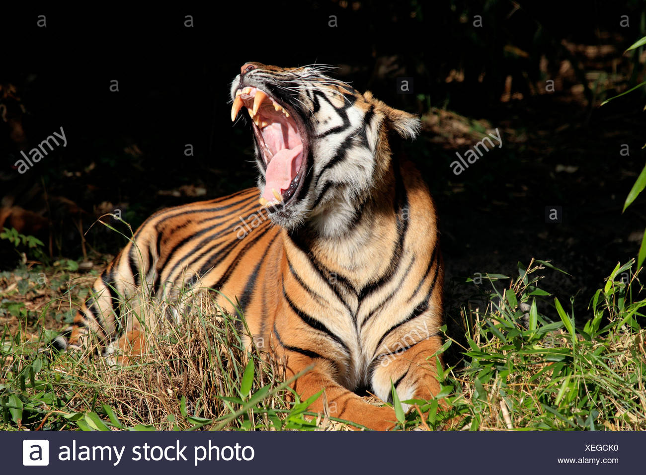 Tiger Fangs High Resolution Stock Photography and Images - Alamy