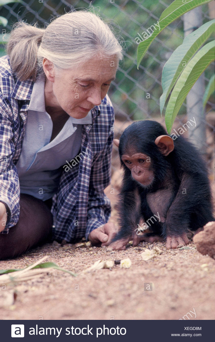 Jane Goodall With Chimp High Resolution Stock Photography and Images ...