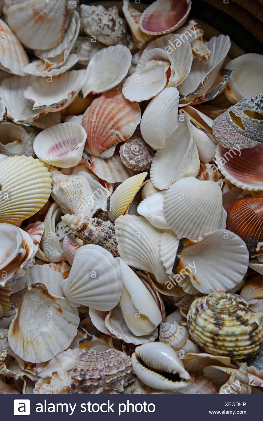 Muschel Muscheln Stock Photos & Muschel Muscheln Stock Images - Alamy