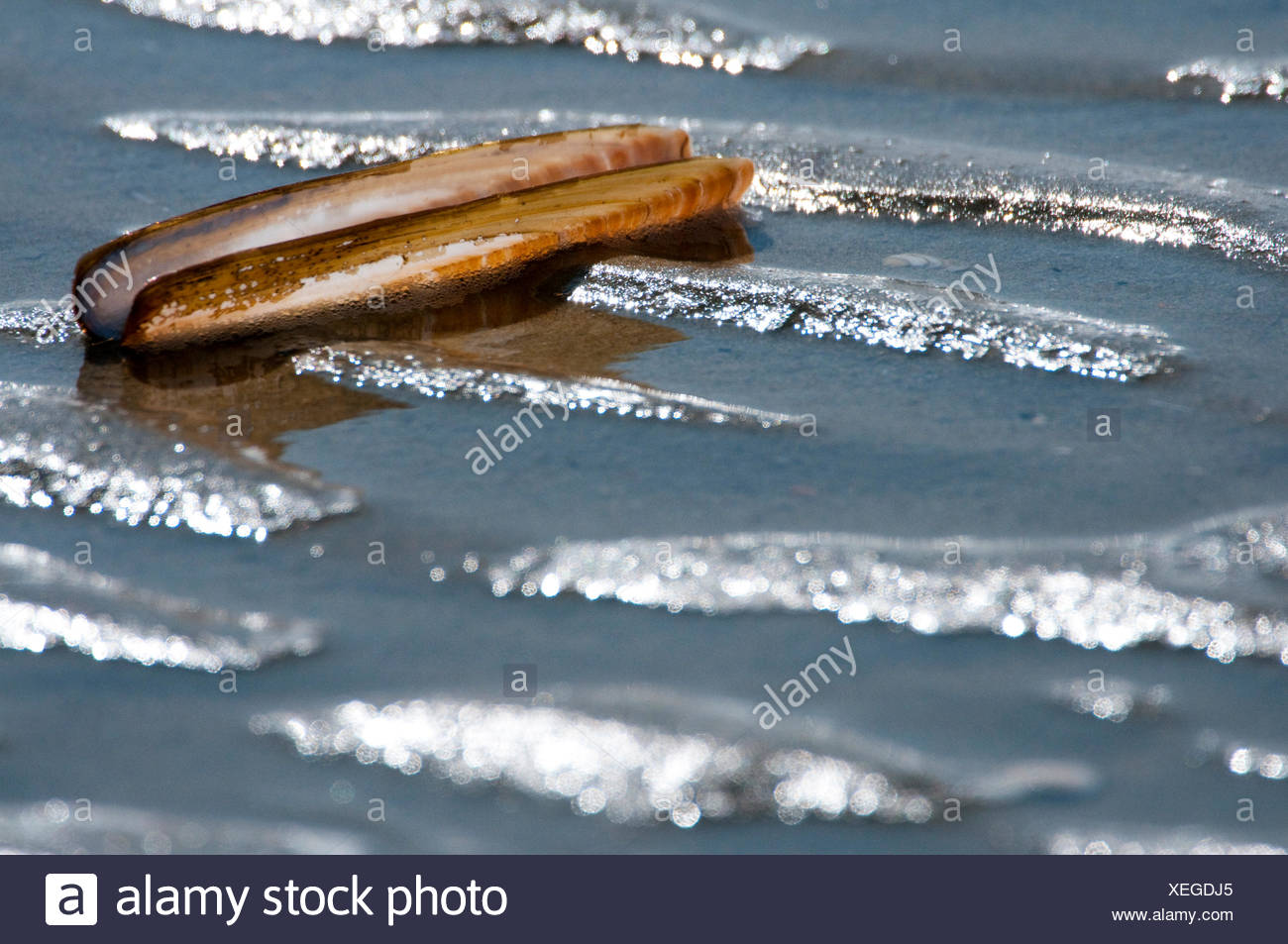 American Jackknife Clam High Resolution Stock Photography and Images ...