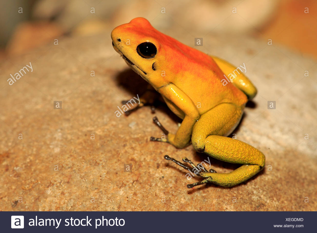 Dart Frogs High Resolution Stock Photography and Images - Alamy