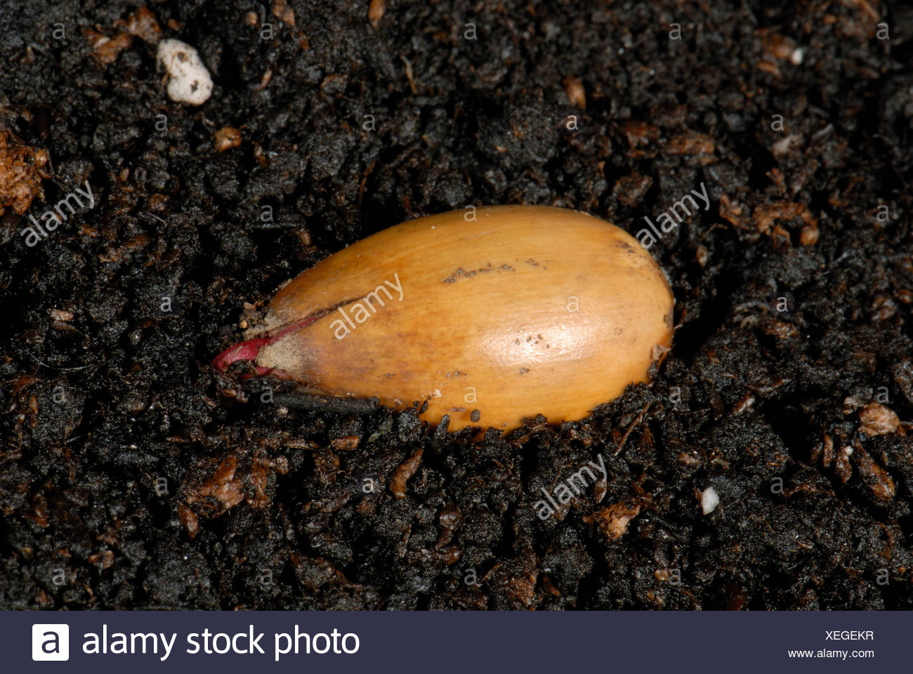 Germinating Acorn High Resolution Stock Photography and Images - Alamy