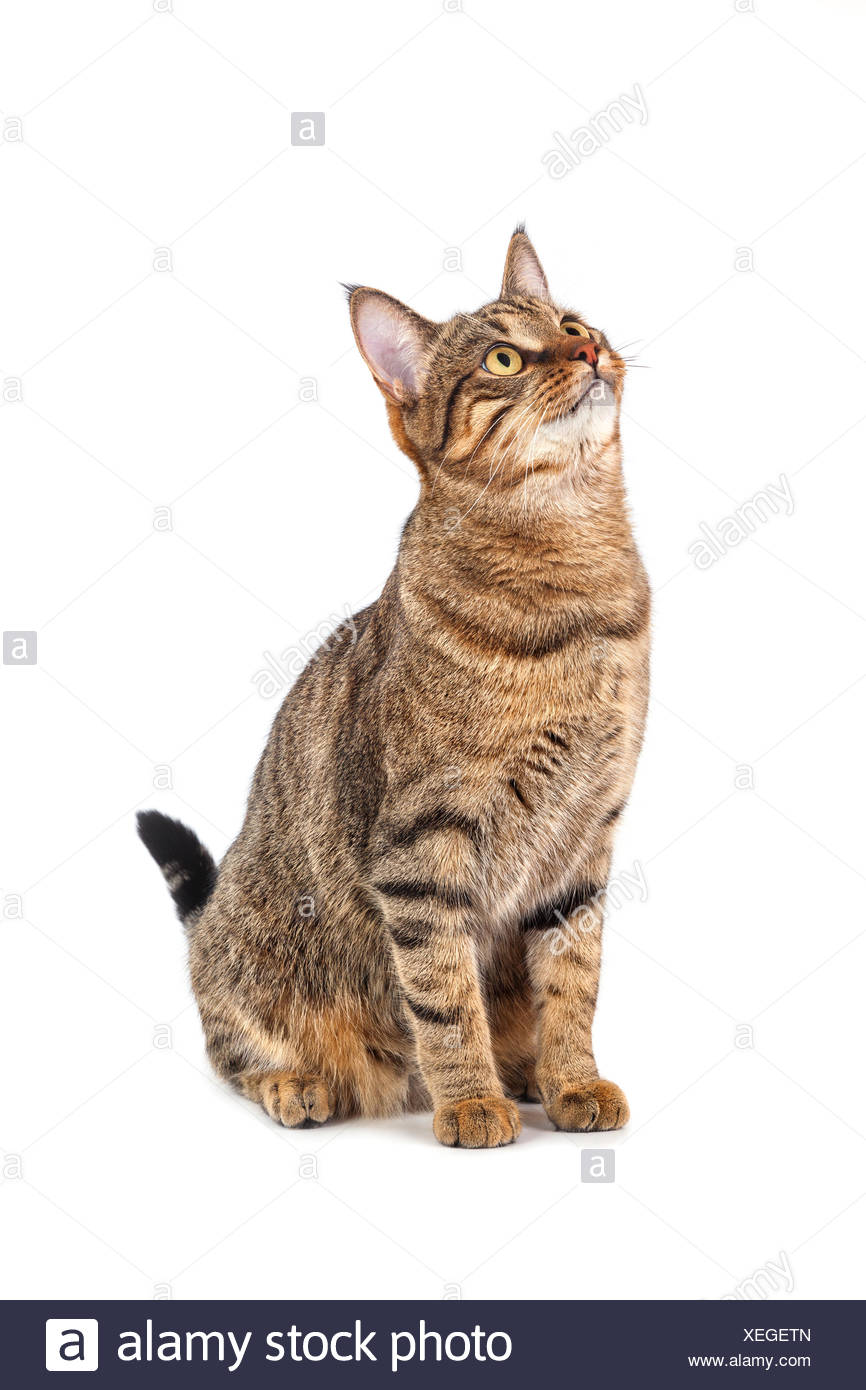 Big Tabby High Resolution Stock Photography and Images - Alamy