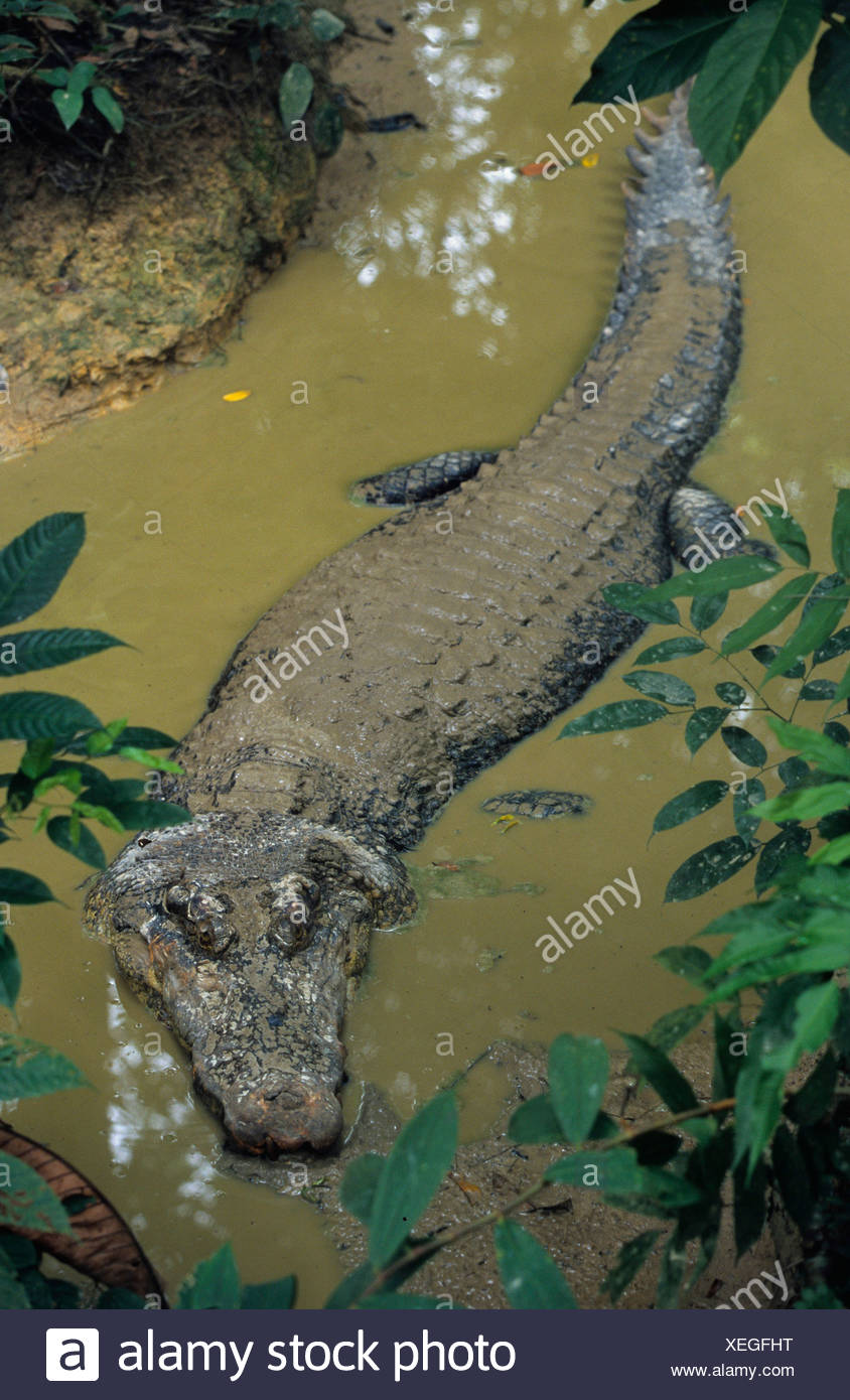 Orinoco Crocodile Stock Photos & Orinoco Crocodile Stock Images - Alamy