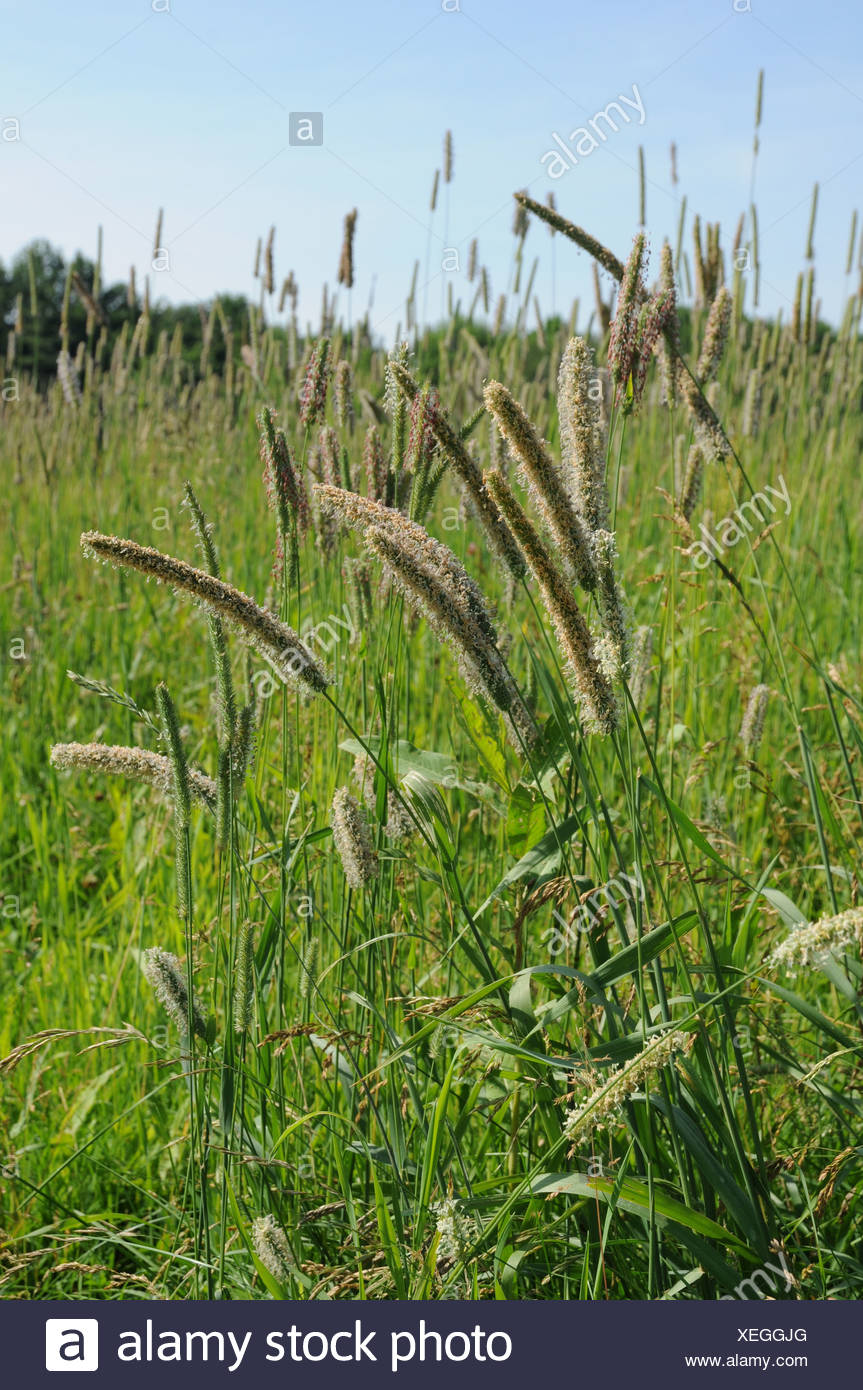 Timothy Grasses High Resolution Stock Photography and Images - Alamy