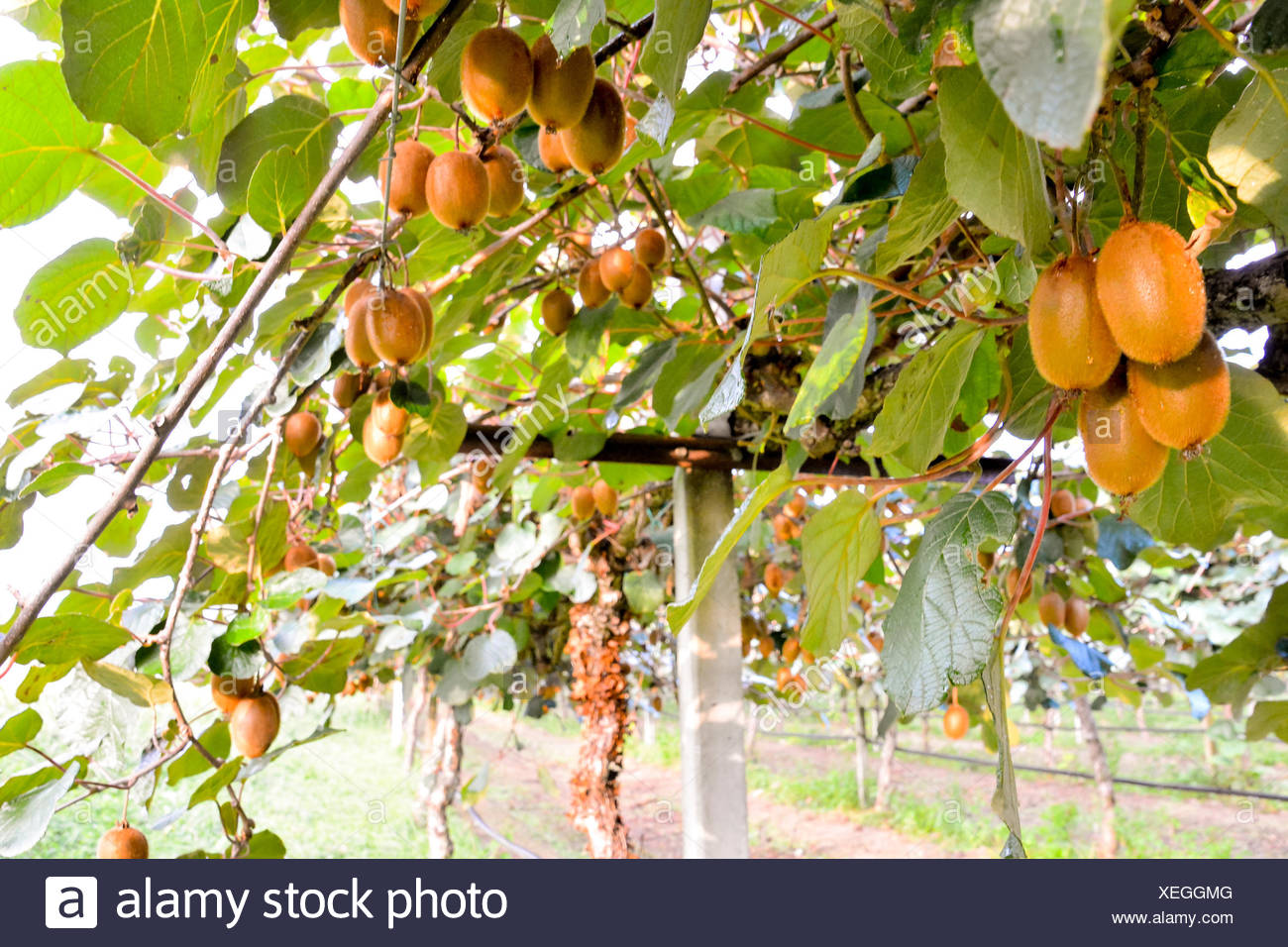 Kiwi Tree High Resolution Stock Photography and Images - Alamy