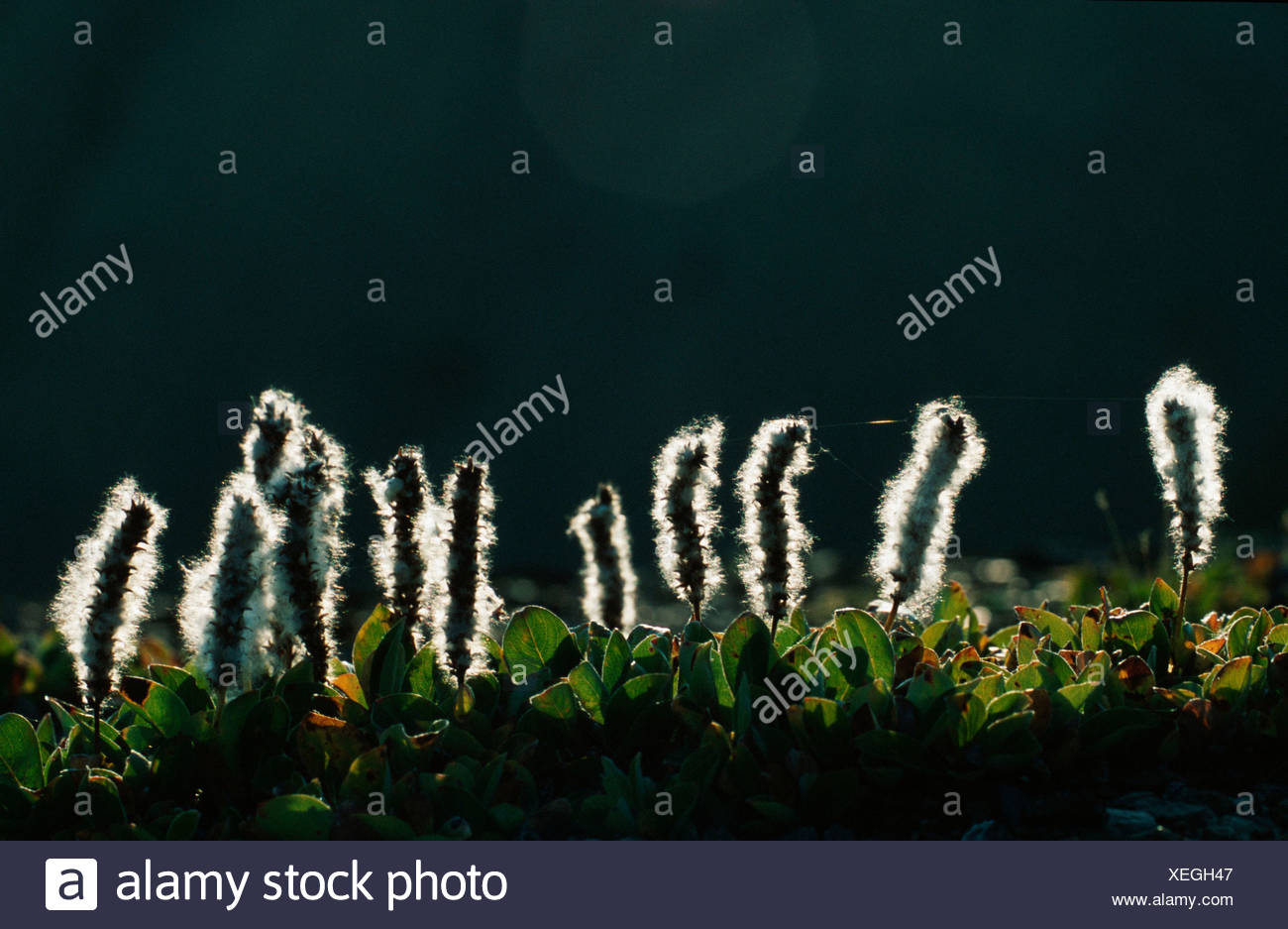Arctic Willow Salix Arctica High Resolution Stock Photography and ...