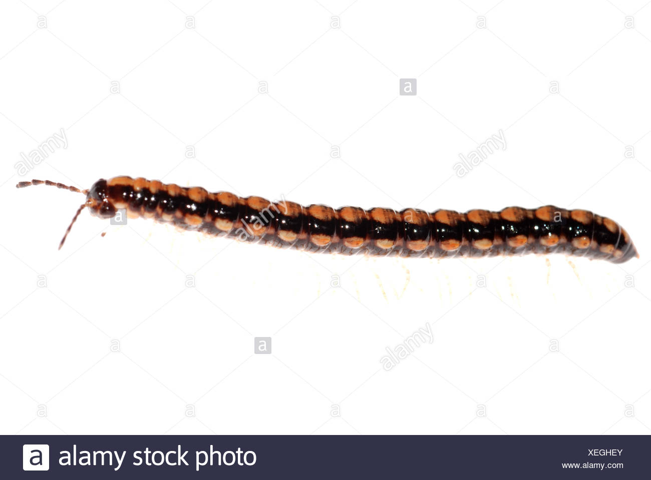 Millipede Body High Resolution Stock Photography and Images - Alamy