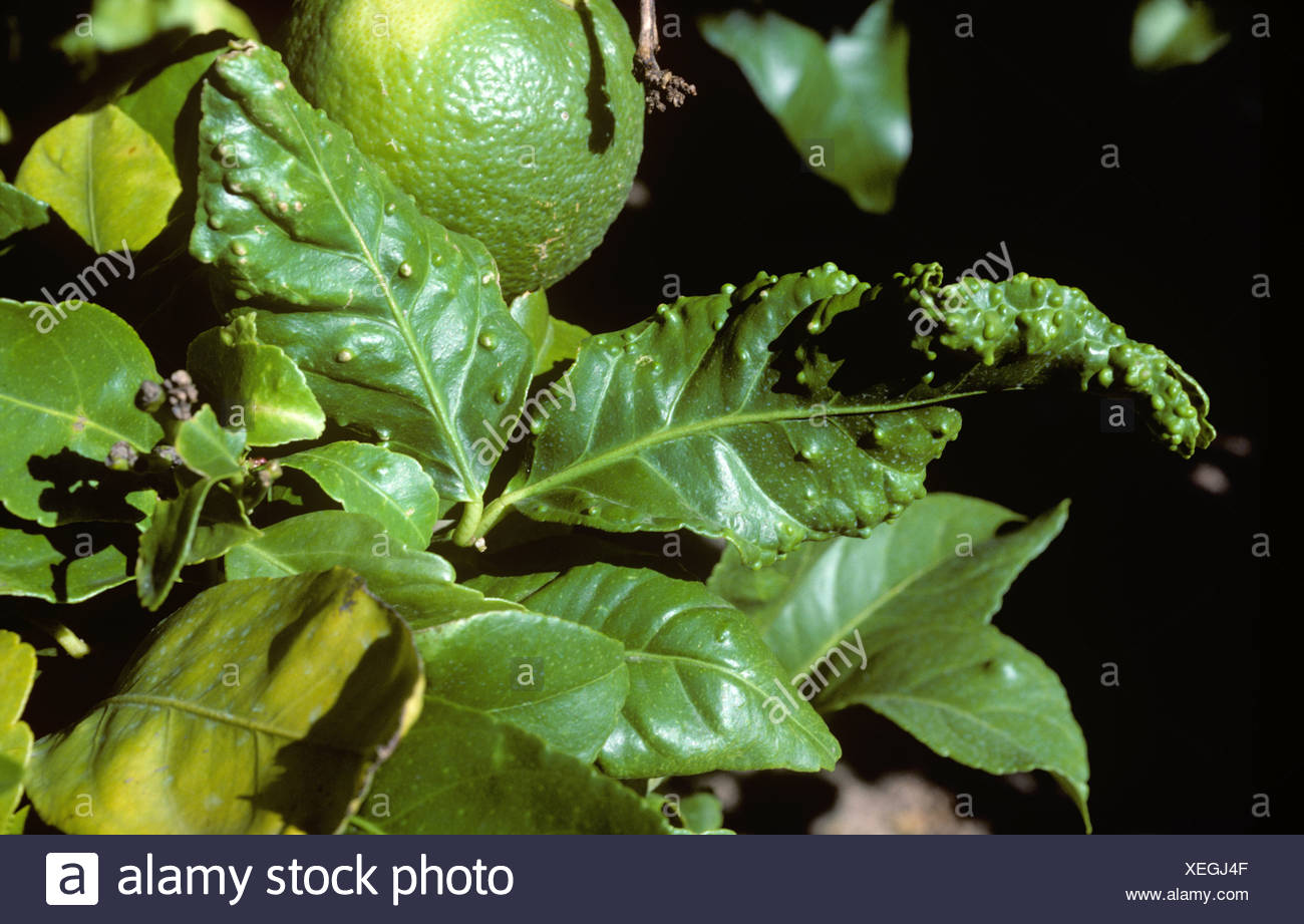 Psylloidea High Resolution Stock Photography and Images - Alamy