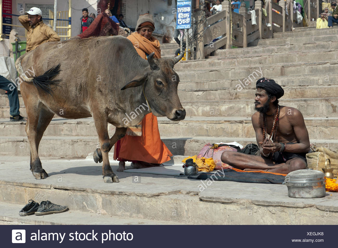 Holy Cow High Resolution Stock Photography and Images - Alamy