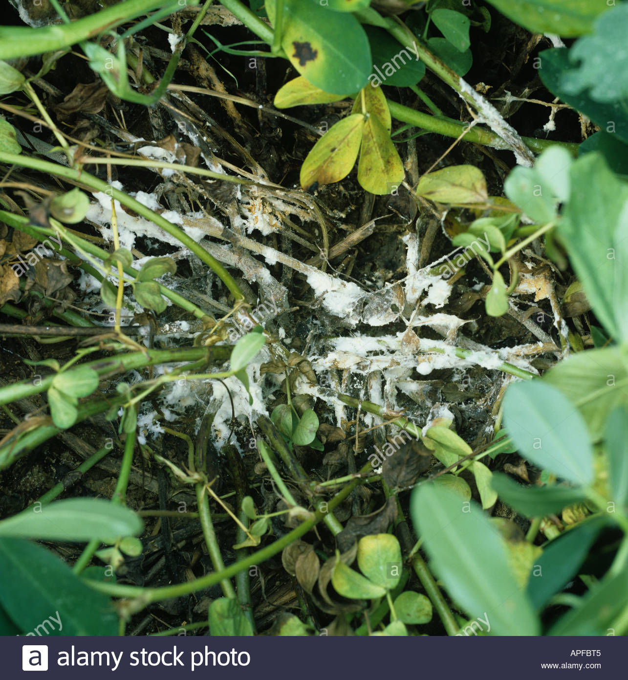SOUTHERN BLIGHT, VEGETABLE CROPS - USA: (LOUISIANA)