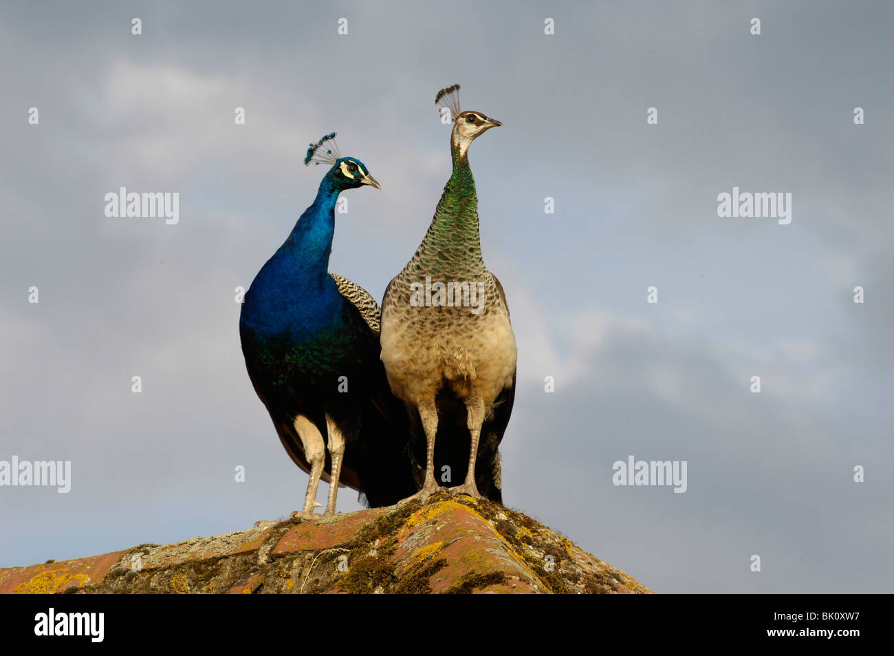 Female peafowl are peahens hi-res stock photography and images - Alamy