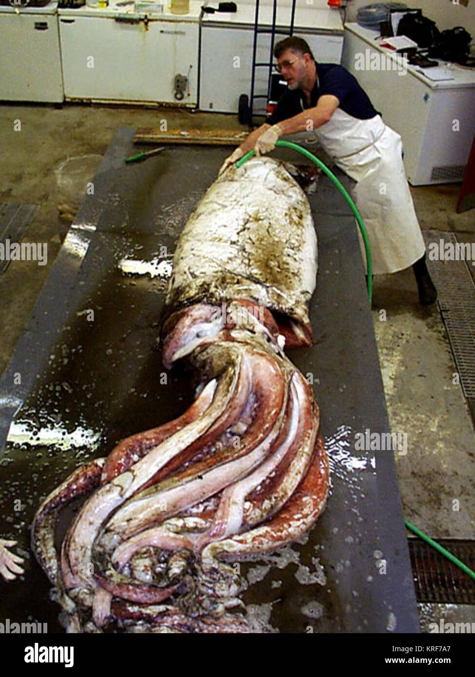 Clyde Roper hosing giant squid mantle Stock Photo - Alamy