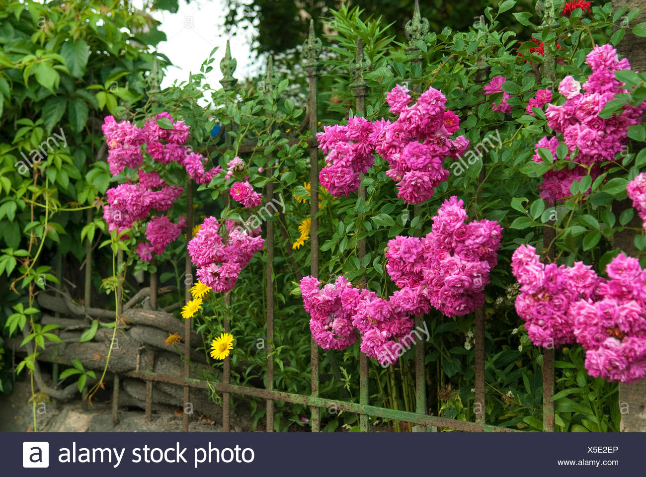 Dorothy Rose Stock Photos & Dorothy Rose Stock Images - Alamy