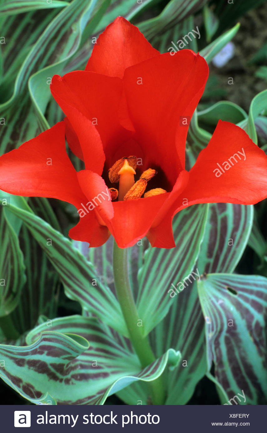 Red Riding Hood Flower High Resolution Stock Photography and Images - Alamy