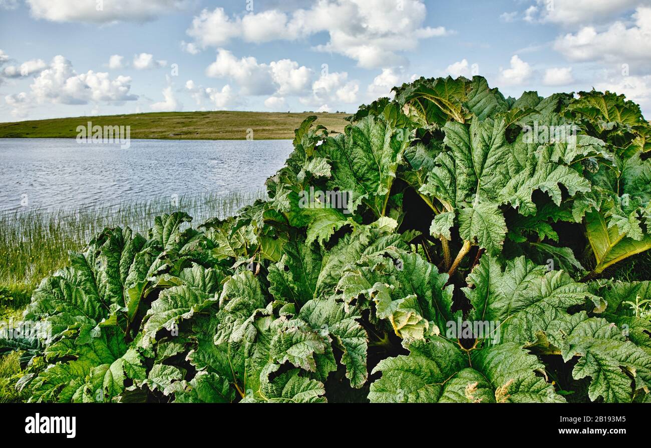 Wilder Riesiger Rhabarber Stockfotos und -bilder Kaufen - Alamy