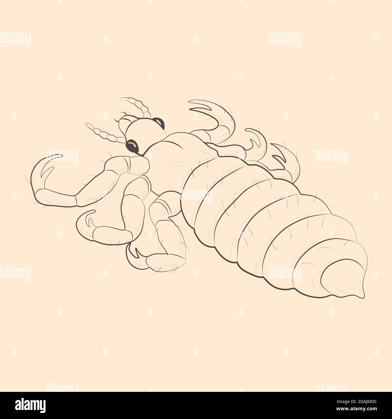 Louse Drawing Stockfotos und -bilder Kaufen - Alamy