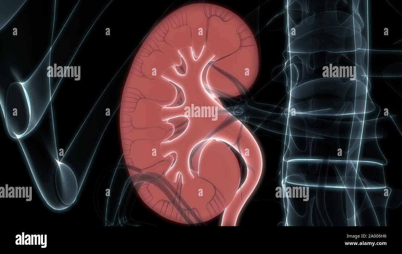 Menschlichen Nieren und Harnwege Anatomie Stockfotografie - Alamy