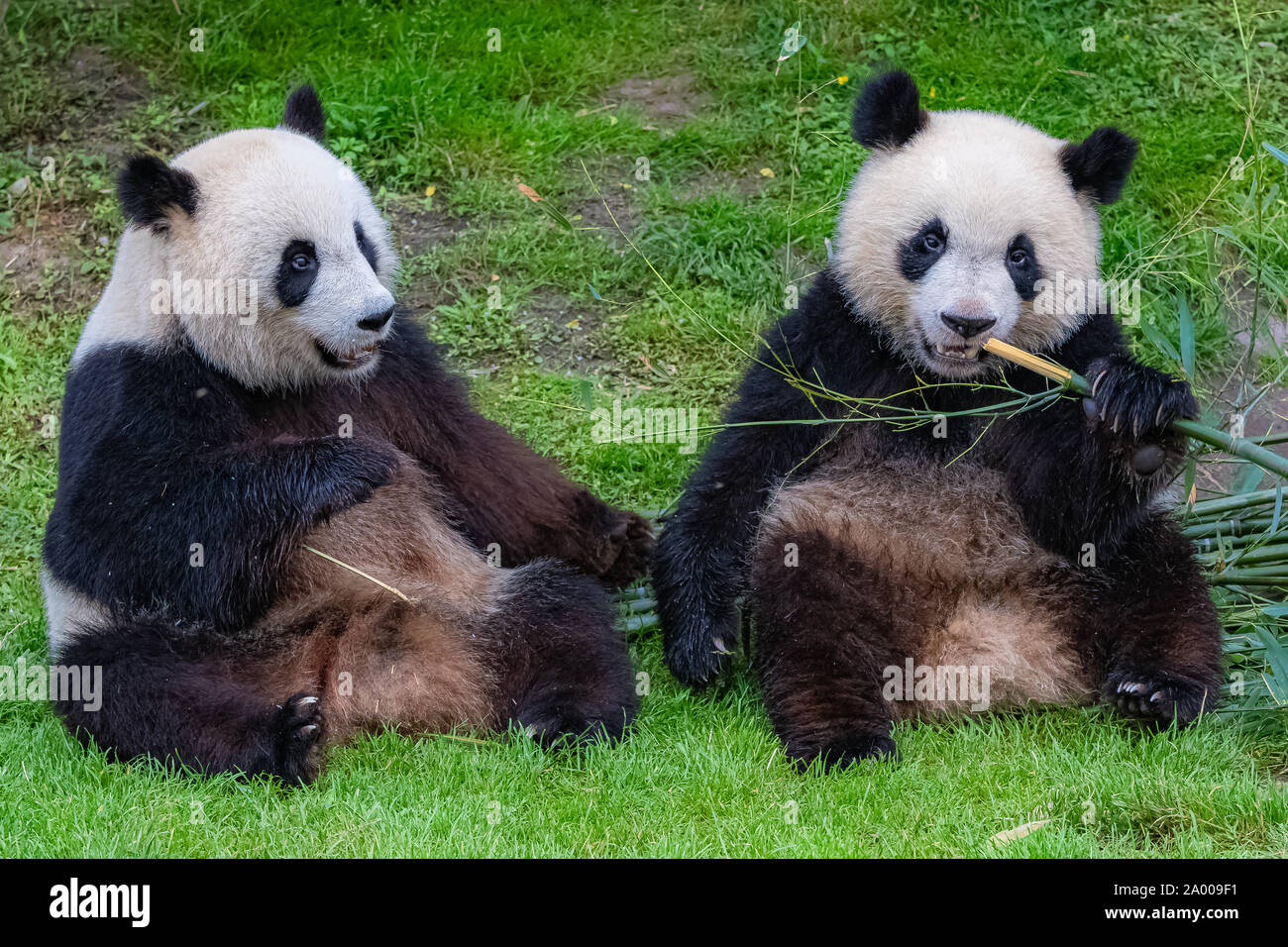 Panda, Bär panda Essen Bambus im Gras sitzen Stockfotografie - Alamy