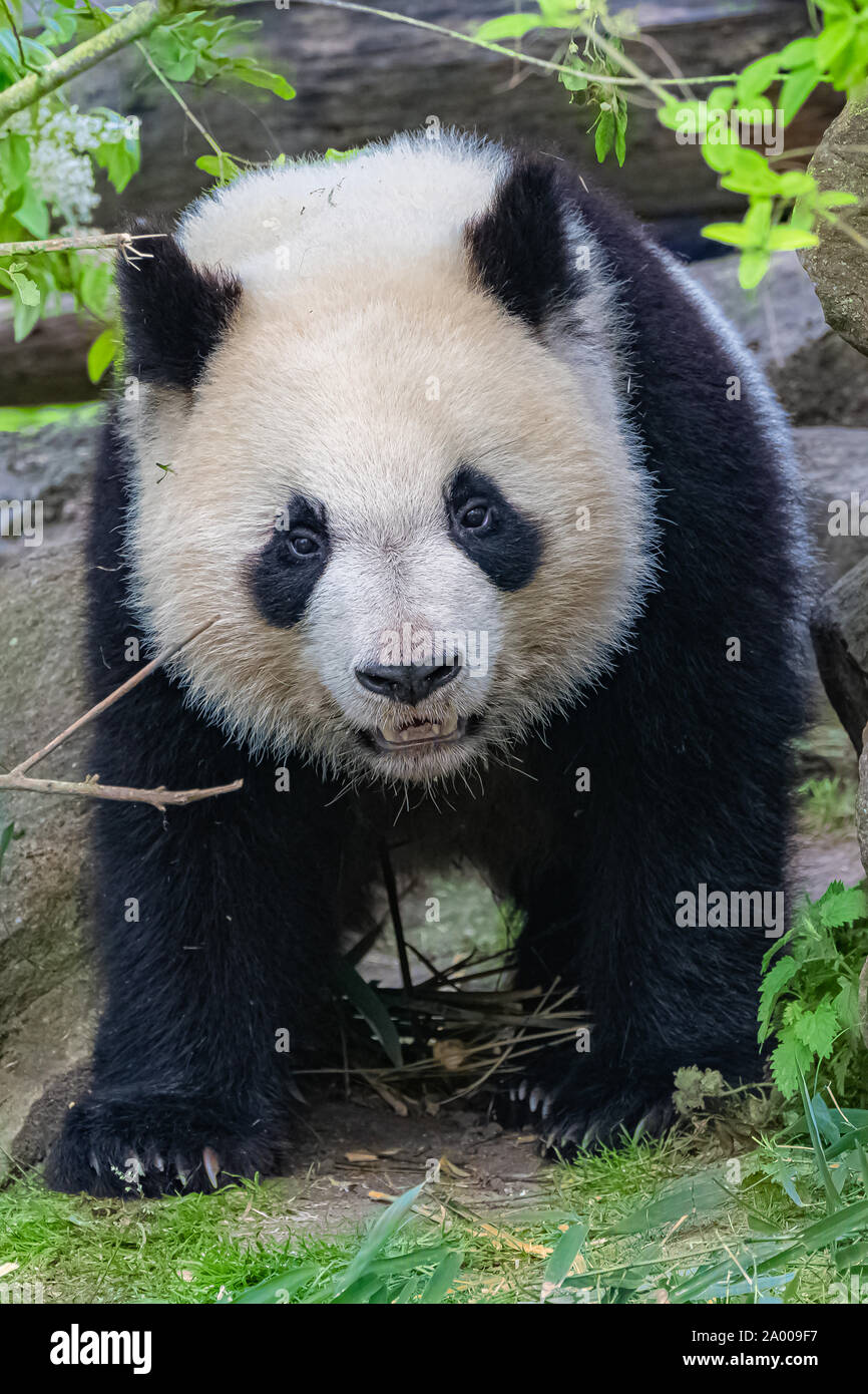 Panda, Bär panda Essen Bambus im Gras sitzen, lustiges Gesicht ...