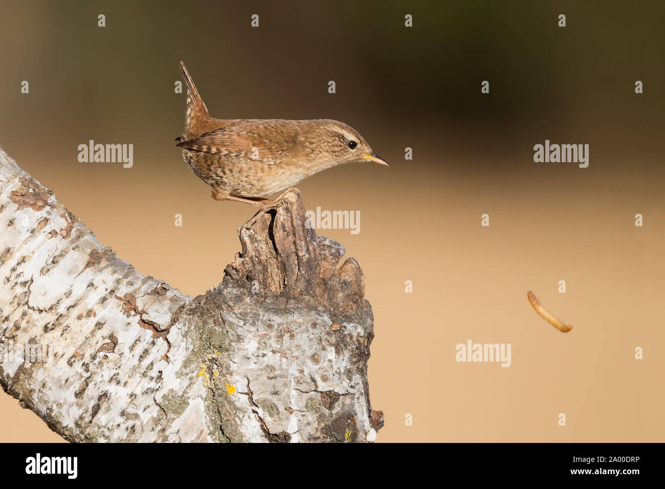 Vogel Isst Insekt Stockfotos und -bilder Kaufen - Alamy