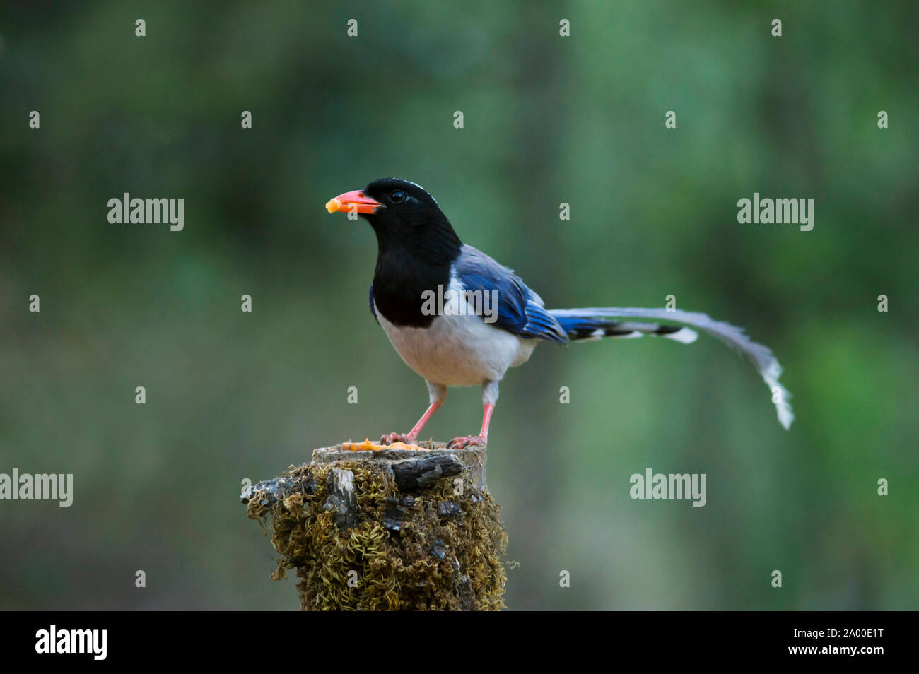 Urocissa erythroryncha -Fotos und -Bildmaterial in hoher Auflösung – Alamy