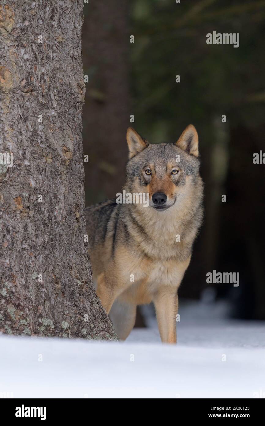 Grauer Wolf (Canis lupus), hinter einem Baumstamm im Schnee stehend ...