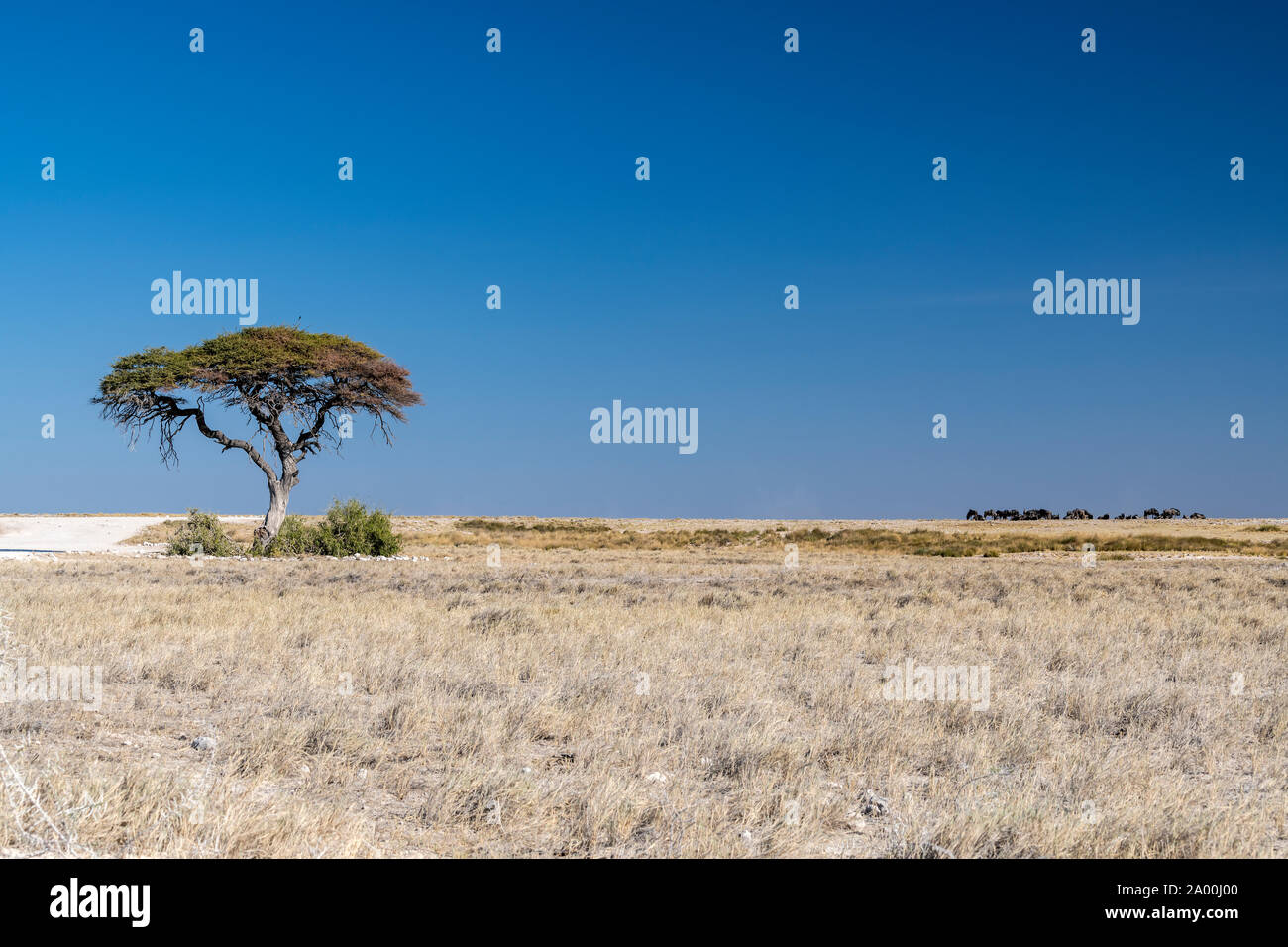 Landscape savanna savannah woodland -Fotos und -Bildmaterial in hoher ...