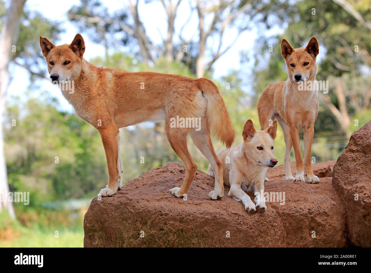 Dingo australia -Fotos und -Bildmaterial in hoher Auflösung – Alamy
