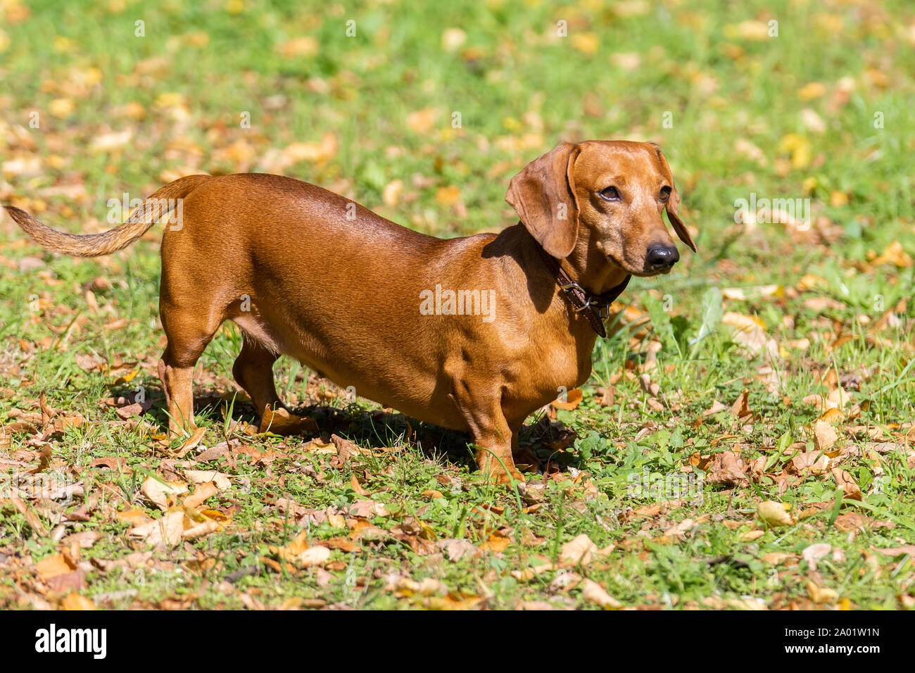 Dog dachshund dackel teckel shorthaired -Fotos und -Bildmaterial in ...