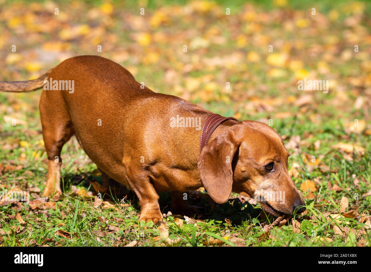 Dog Dachshund Dackel Teckel Shorthaired Stockfotos und -bilder Kaufen ...